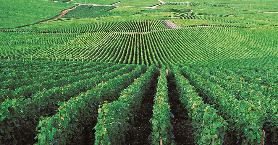 Why Champagne? | The Whisky Exchange Champagne Show